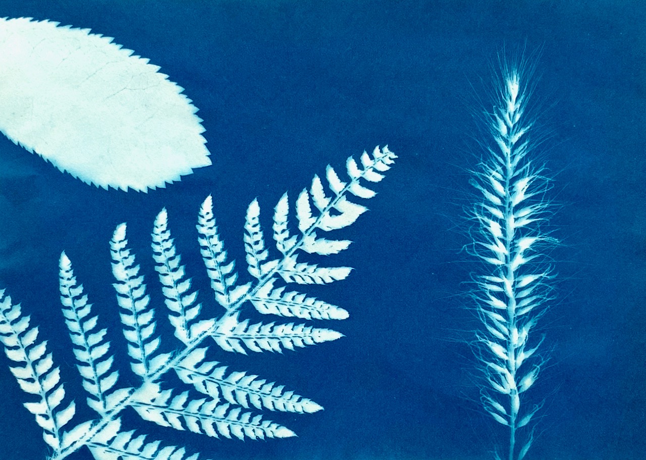 Cyanotypes with the Richmond Media Lab | Culture Days 2021